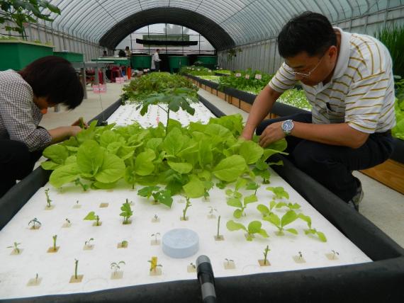 魚菜共生商業生產的可行性 Go Green 魚菜共生 水耕 植物工廠 水植 水生植物 水培 水草 Aquaponics GoGreen