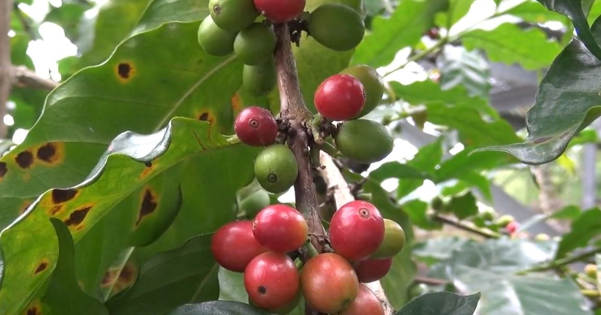 The fragrance of Huashan; the innovative road of Gukeng coffee | PeoPo 公民新聞